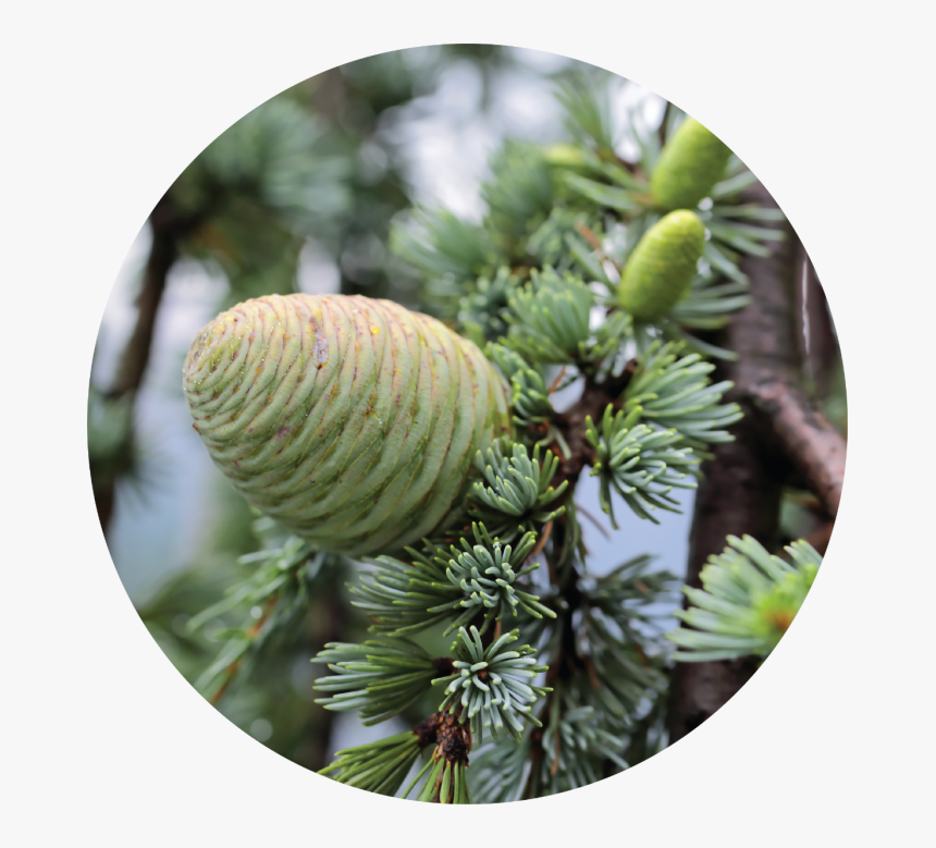 Shortleaf Black Spruce, HD Png Download , Transparent Png Image - PNGitem