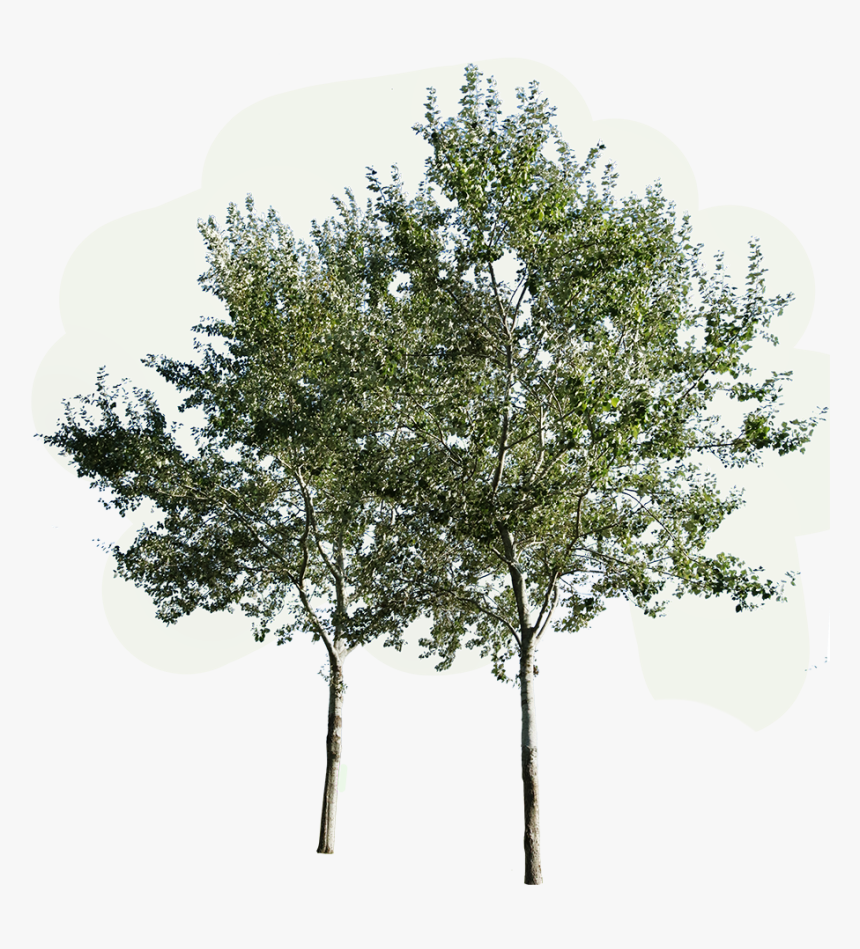 Transparent Group Of Trees Png - Group Of Trees Png, Png Download ...