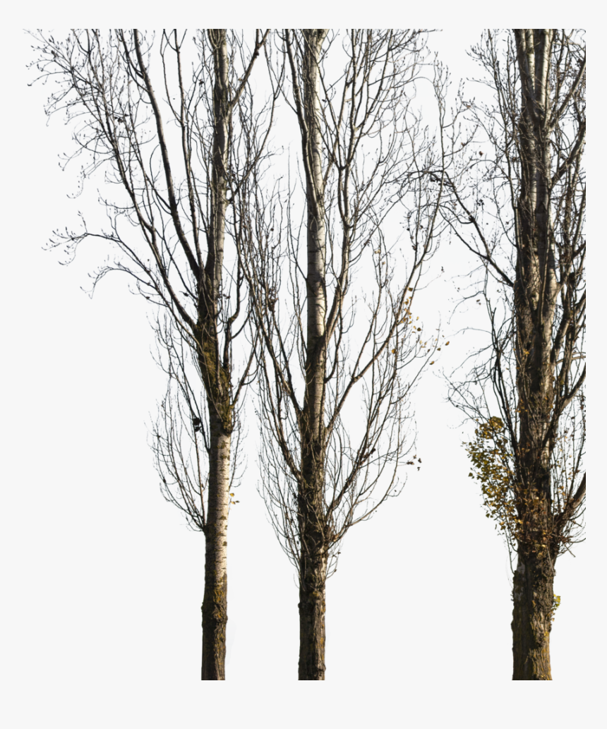 Populus Nigra Trees Png, Transparent Png , Transparent Png Image - PNGitem