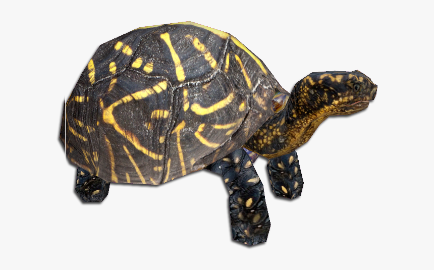 Box Turtle Png - Zoo Tycoon 2 Turtle Downloads, Transparent Png ...