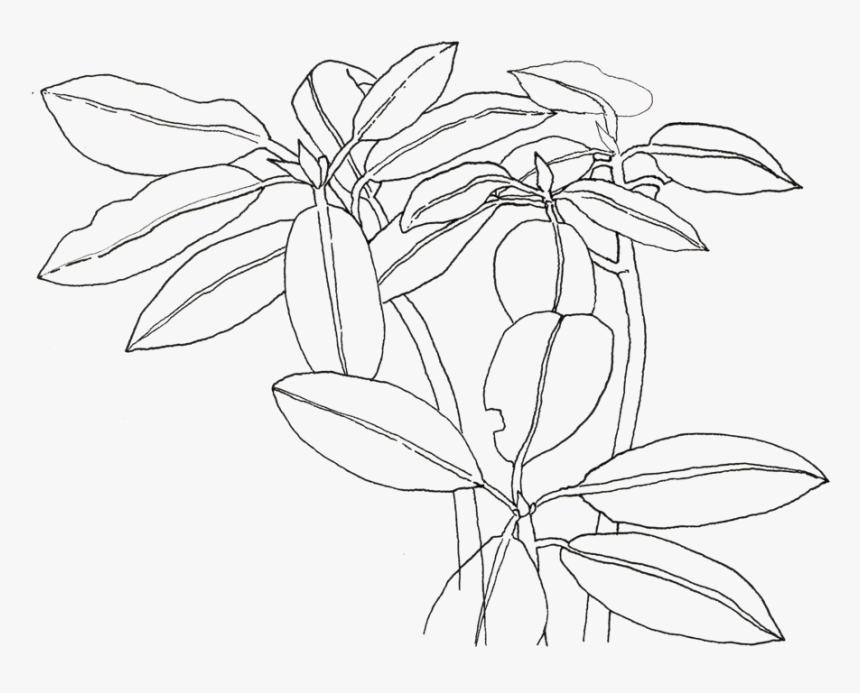 Rhododendron - Line Art, HD Png Download , Transparent Png Image - PNGitem