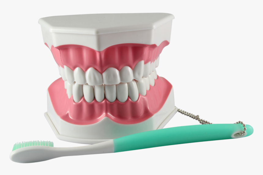 Tooth Brushing Model title Tooth Brushing Model - Toothbrush, HD Png ...