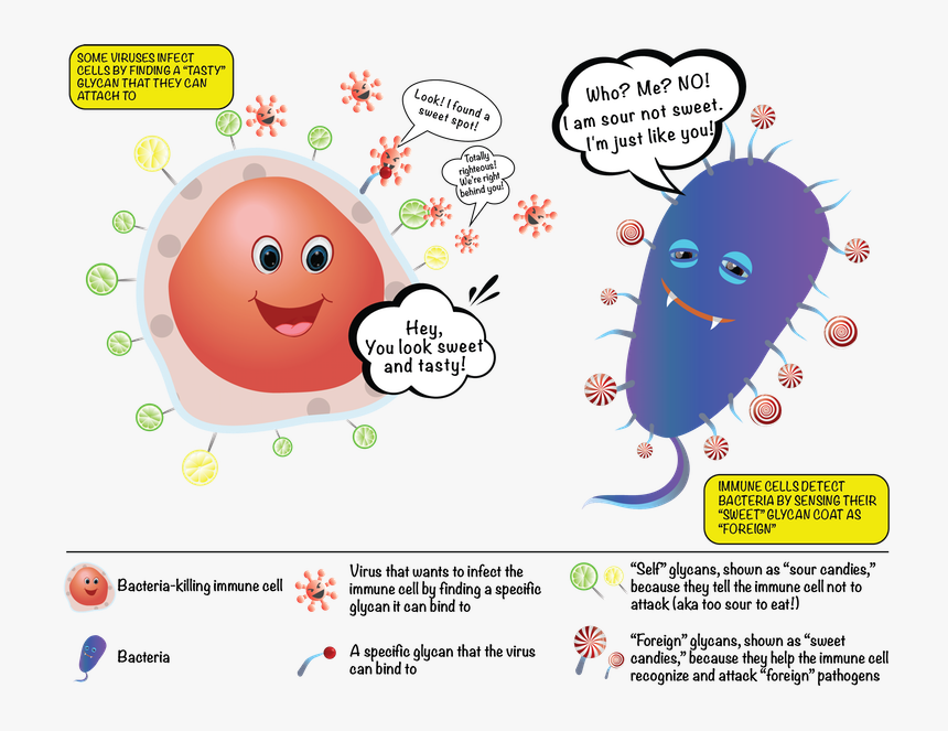 The Sugars On Our Cells And On Bacterial Cells Label - Sugar Cells, HD ...