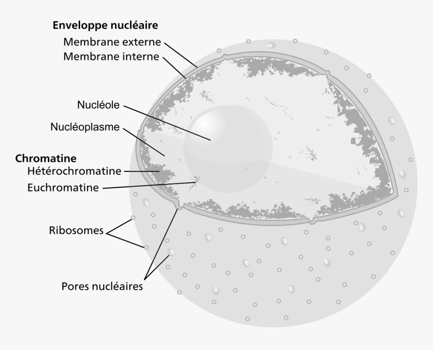 Cell Nucleus, HD Png Download , Transparent Png Image - PNGitem