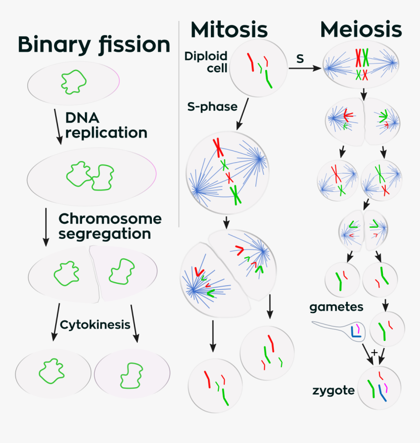 Cell Division, HD Png Download , Transparent Png Image - PNGitem