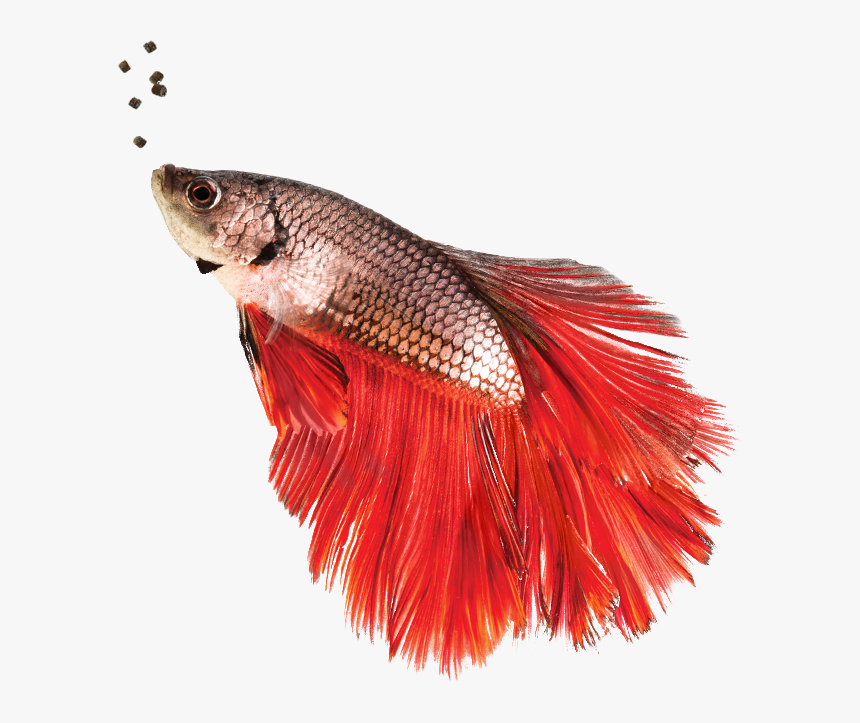 Marine Biology, HD Png Download , Transparent Png Image - PNGitem