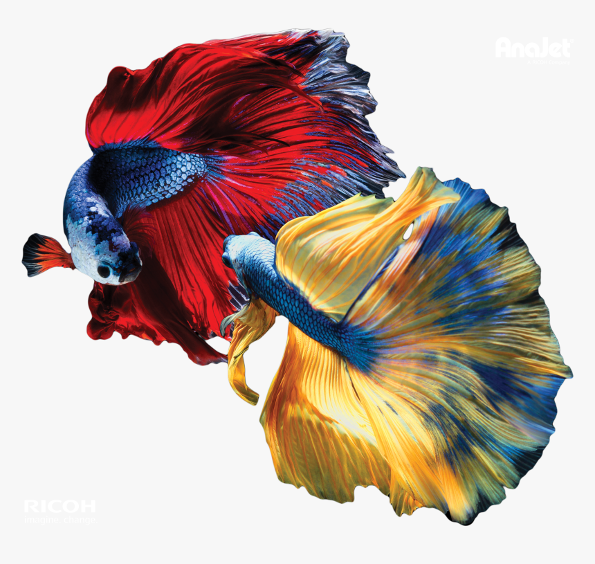 Beta Fish Png, Transparent Png , Transparent Png Image - PNGitem