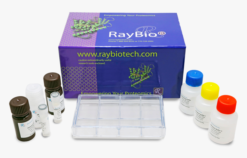 Ray Bio Human Cytokine Antibody Array 5, HD Png Download , Transparent ...