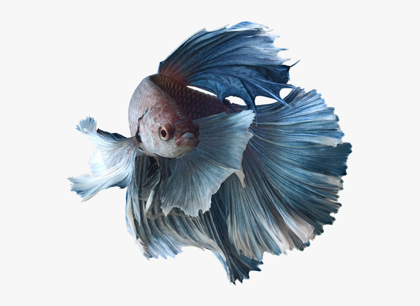 Transparent Png Betta Fish Png, Png Download , Transparent Png Image ...
