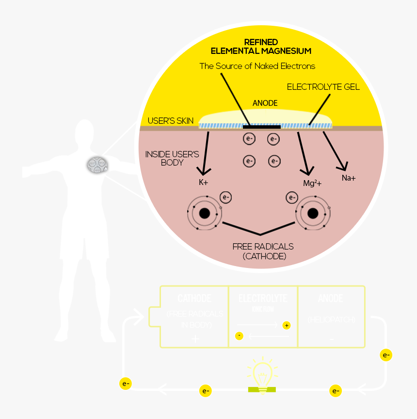Human Cell Png, Transparent Png , Transparent Png Image - PNGitem