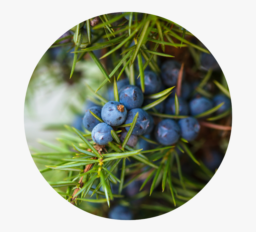 Juniper Berry, HD Png Download , Transparent Png Image - PNGitem