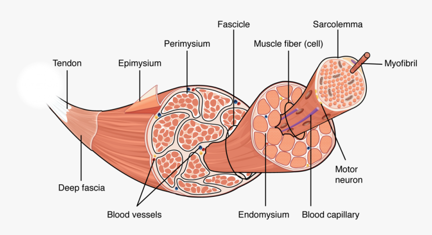 Transparent Tissue Clipart - Muscle Structure Hierarchy, HD Png ...