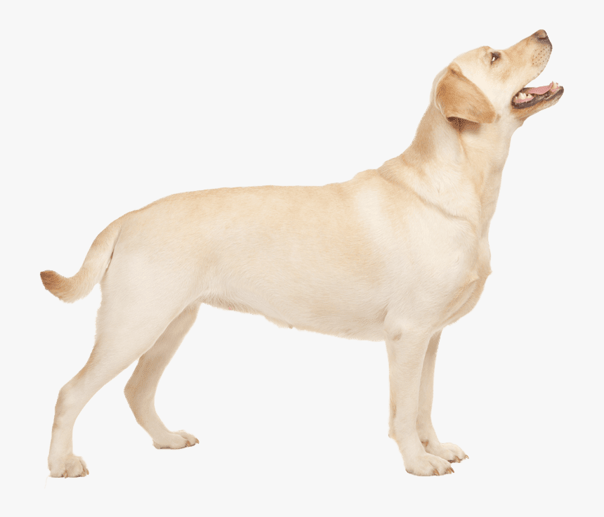 Labrador Retriever, HD Png Download , Transparent Png Image - PNGitem