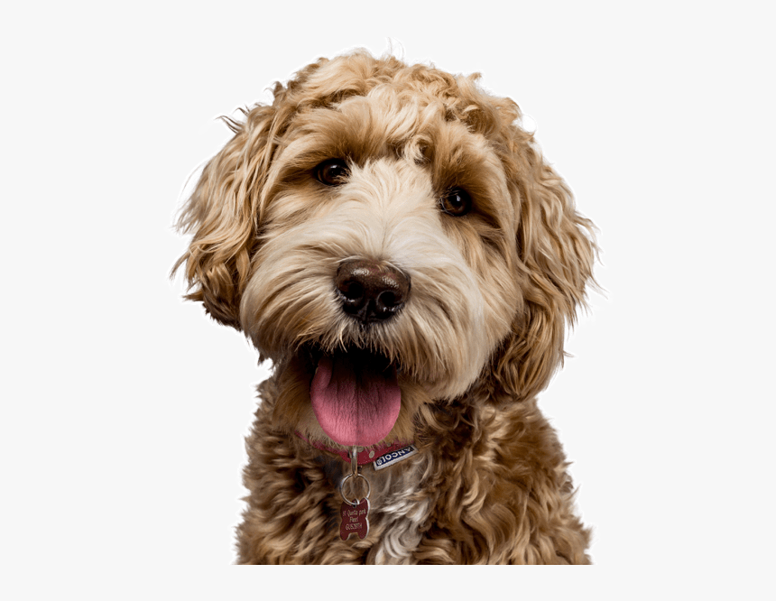 Labradoodles Dogs, HD Png Download , Transparent Png Image - PNGitem