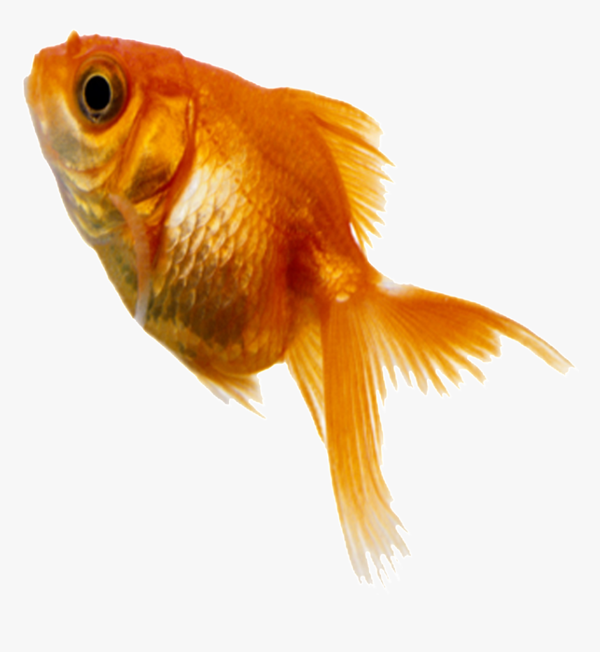 Download Aesthetically Small Static - Small Fish Png, Transparent Png ...