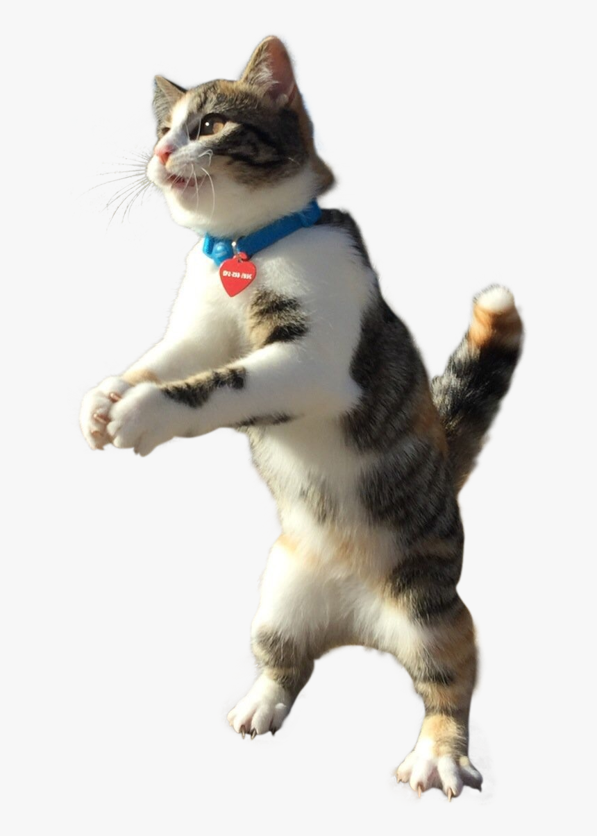 Clapping Cat, HD Png Download , Transparent Png Image - PNGitem