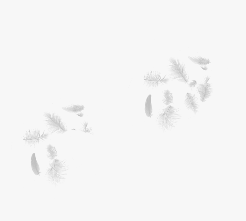 White Falling Feathers Png, Transparent Png , Transparent Png Image - PNGitem