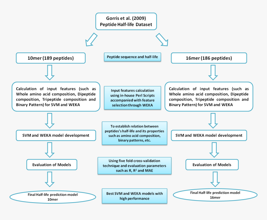 Flow Chart Showing Amino Acids Forming Proteins Polypeptides, HD Png ...