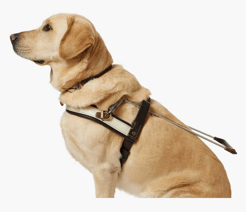 Seeing Eye Dog Transparent, HD Png Download , Transparent Png Image ...