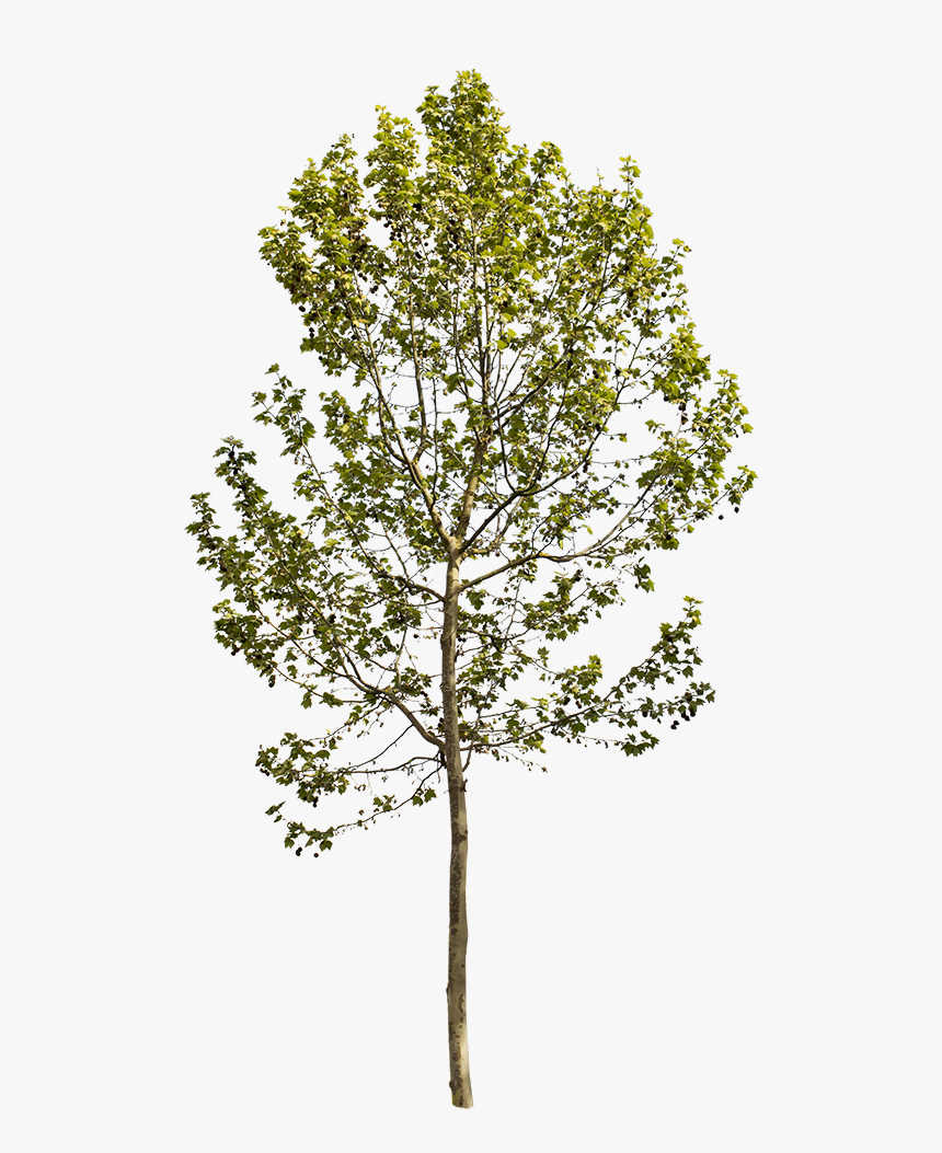 Transparent Sycamore Tree Png - Platanus Occidentalis Png, Png Download ...