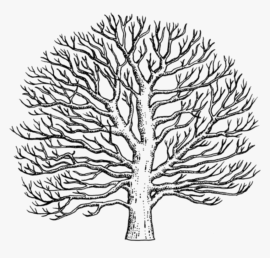 Drawn Tree Sycamore Tree - Easy To Draw Sycamore Tree, HD Png Download ...