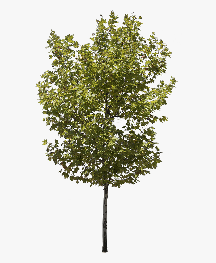 Stock Photo Tree, HD Png Download , Transparent Png Image - PNGitem