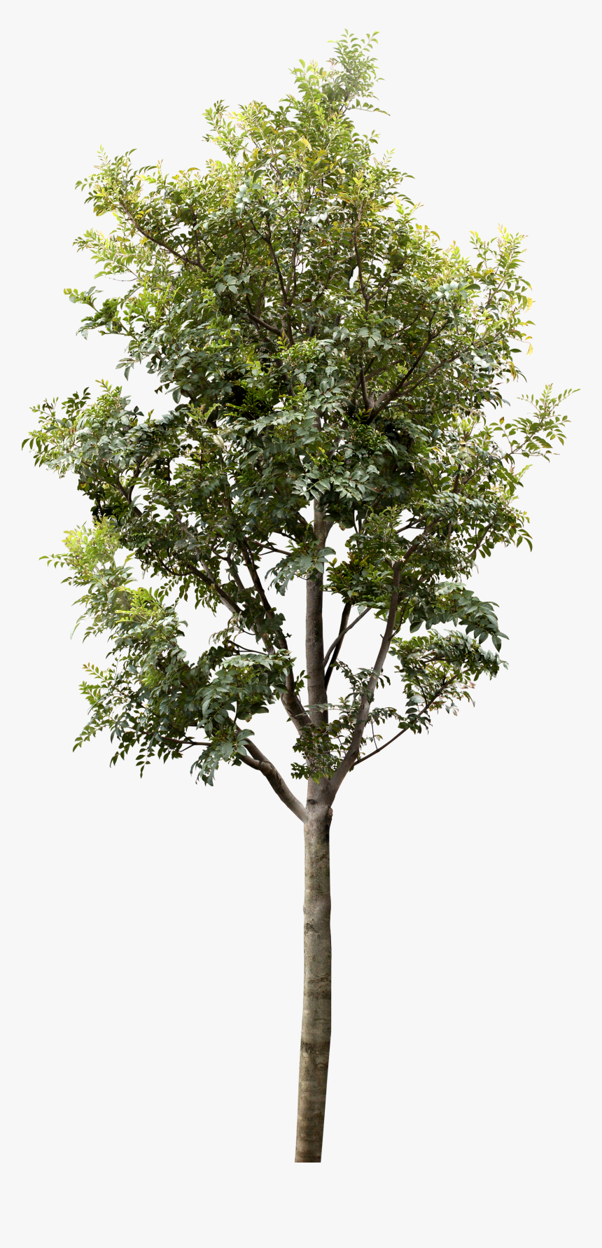 Trees For Architectural Rendering, HD Png Download , Transparent Png ...