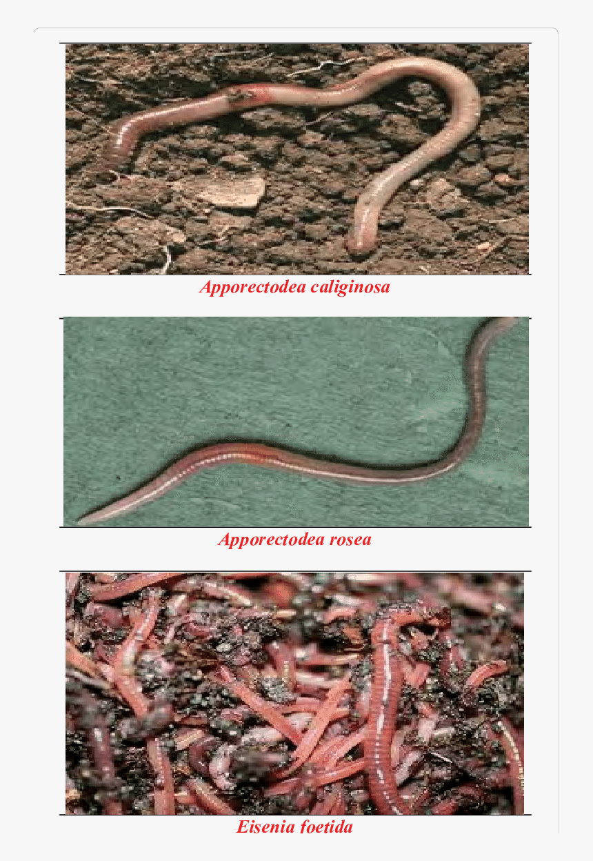 Earthworm, HD Png Download , Transparent Png Image - PNGitem