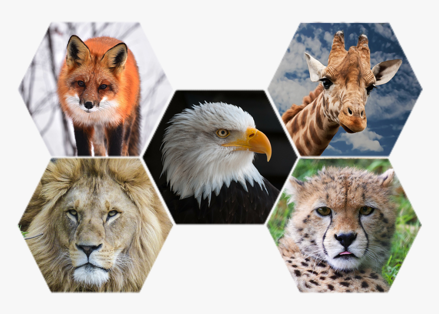 Zoo Animals Png
