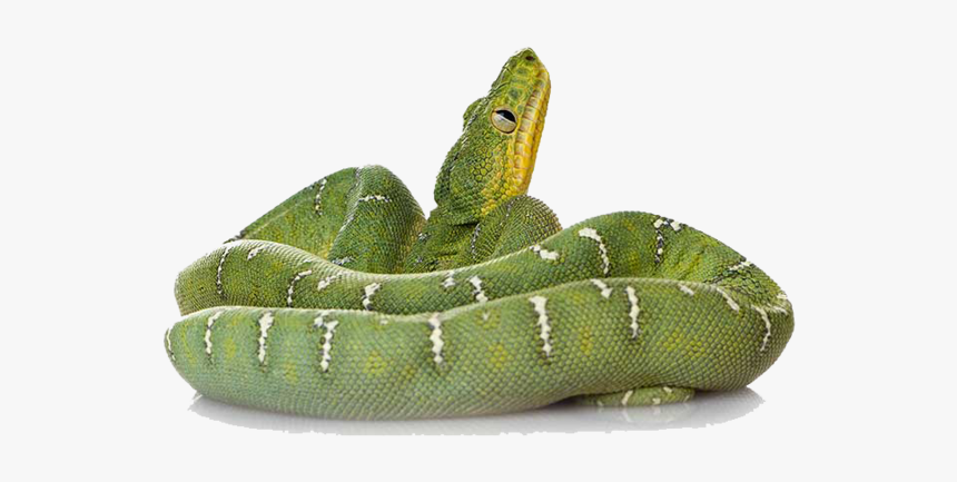 Green Snake Png File - Green Snake Transparent, Png Download ...