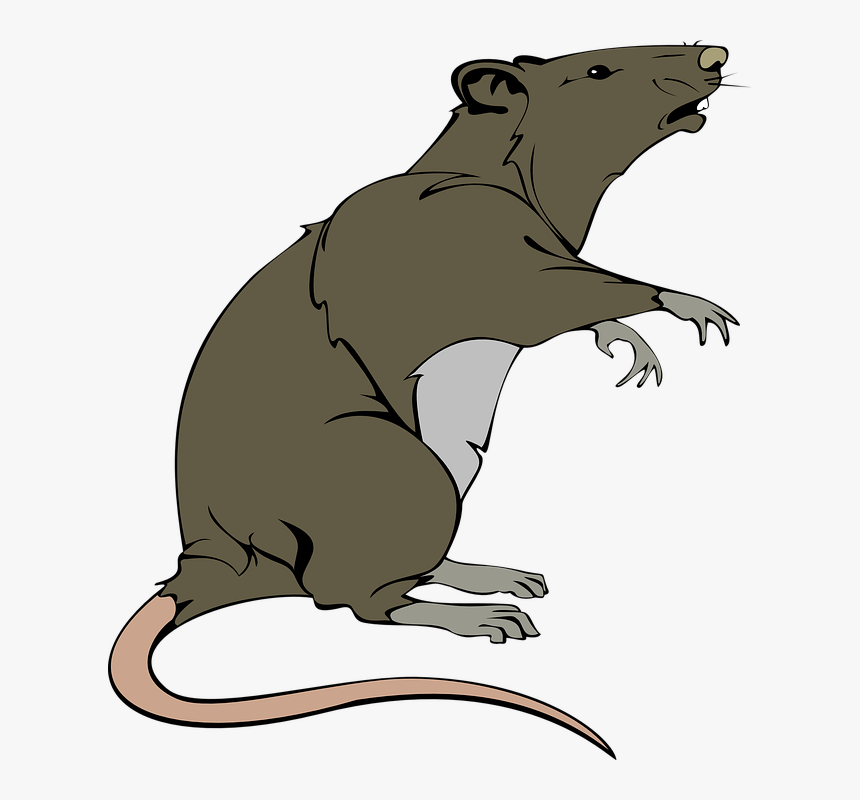 Rat Clip Art, HD Png Download , Transparent Png Image - PNGitem