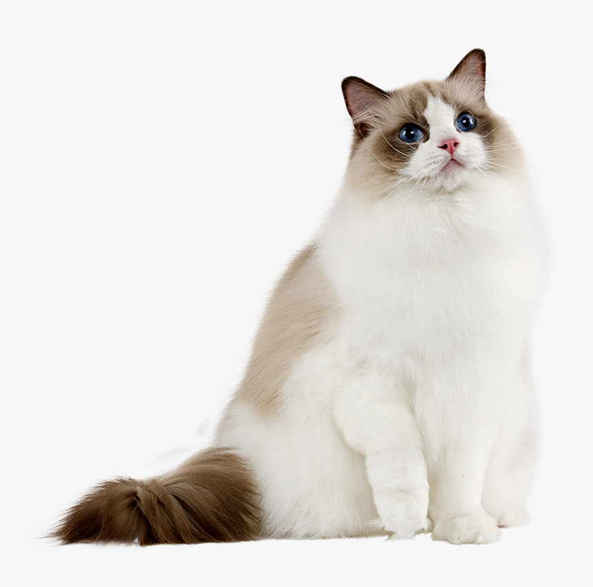 Ragdoll Png, Transparent Png , Transparent Png Image - PNGitem
