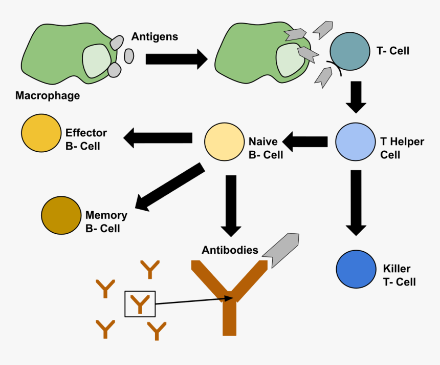 Healthy Immune System Diagram, HD Png Download , Transparent Png Image ...