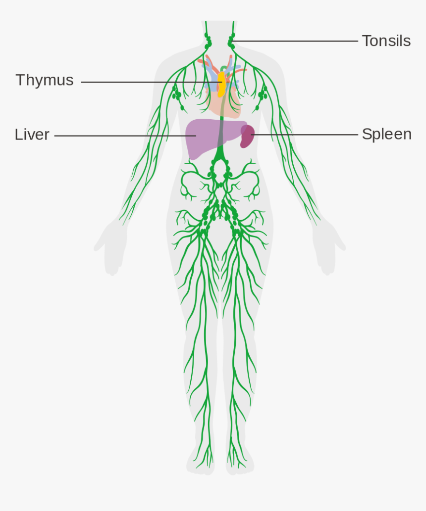 Lymphatic System Png, Transparent Png , Transparent Png Image - PNGitem