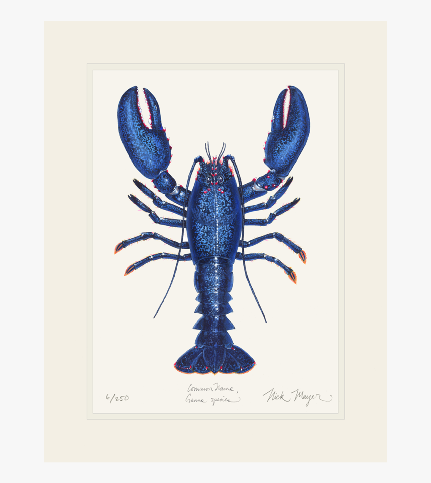 Blue Lobster Png - Lobster Blue, Transparent Png , Transparent Png ...