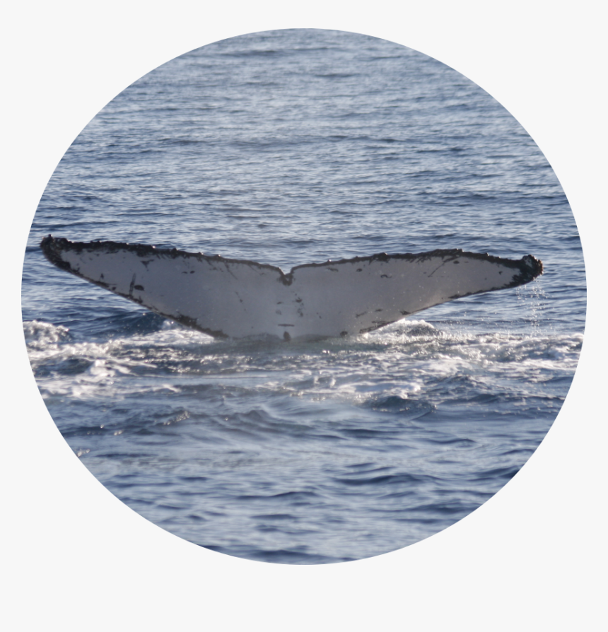 Ptt34350 - Sea, HD Png Download , Transparent Png Image - PNGitem