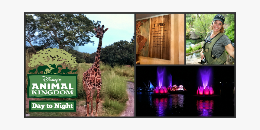 Disney’s Animal Kingdom From Day To Night - Disney Animal Kingdom, HD ...