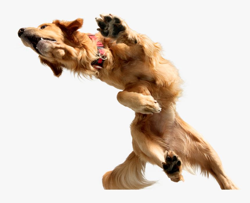 Jumping Dog Png, Transparent Png , Transparent Png Image - PNGitem