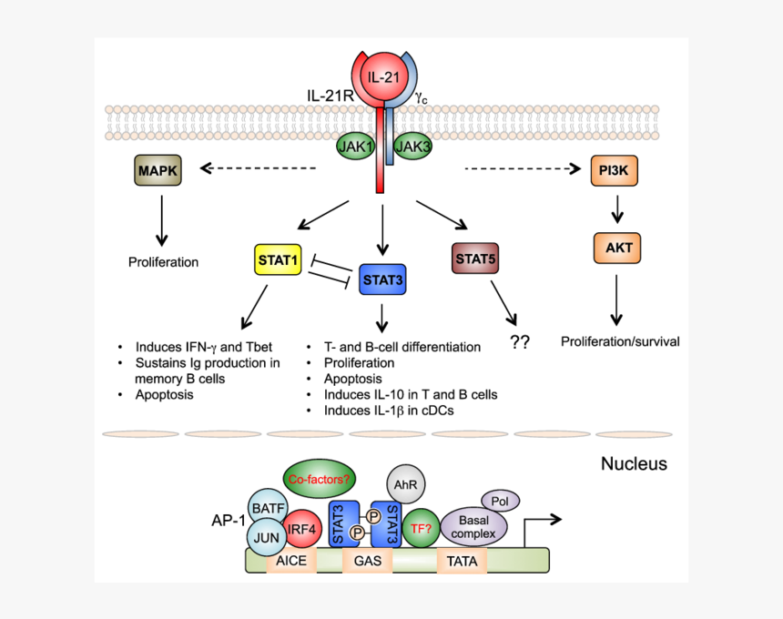 Il 21 Receptor Signaling, HD Png Download , Transparent Png Image - PNGitem