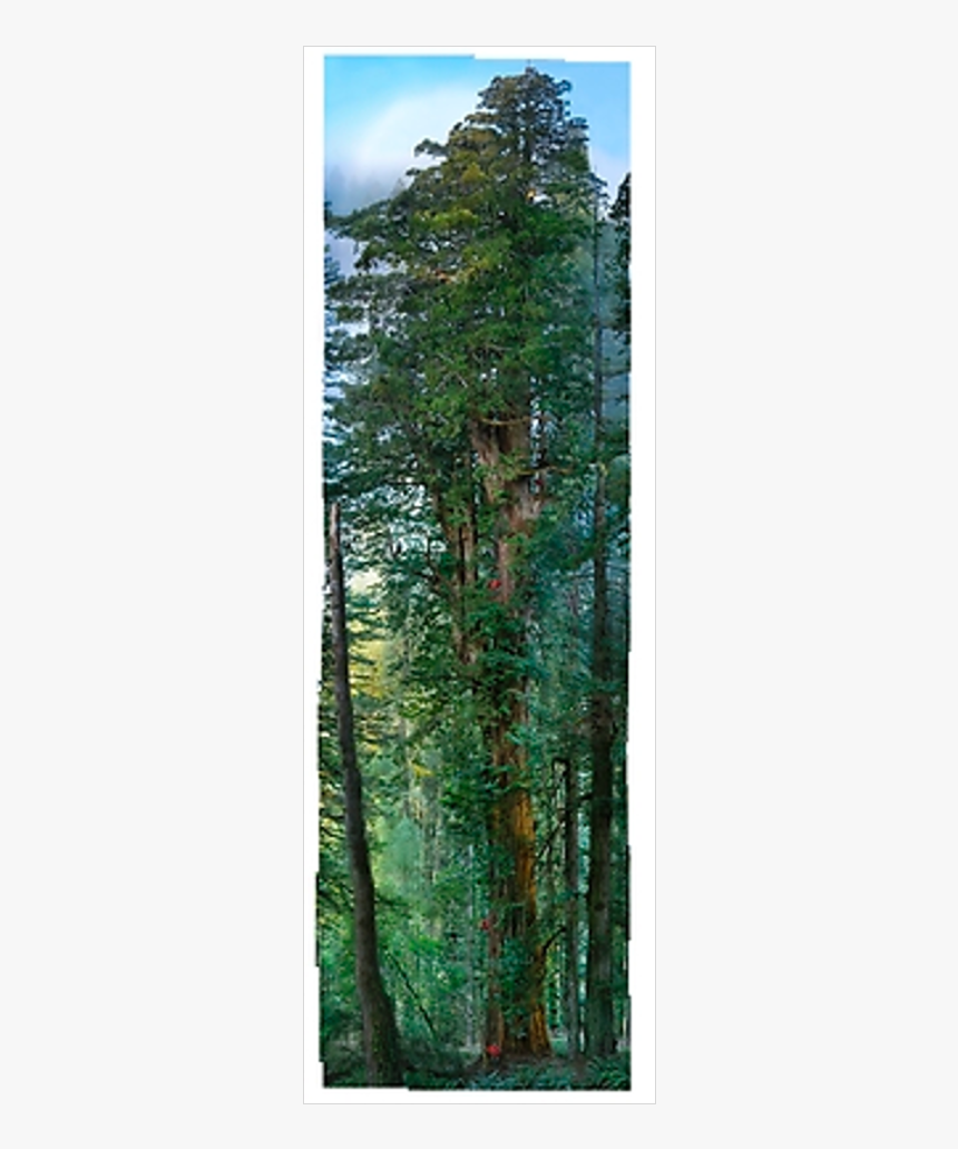 National Geographic Tall Tree Photographic, HD Png Download ...