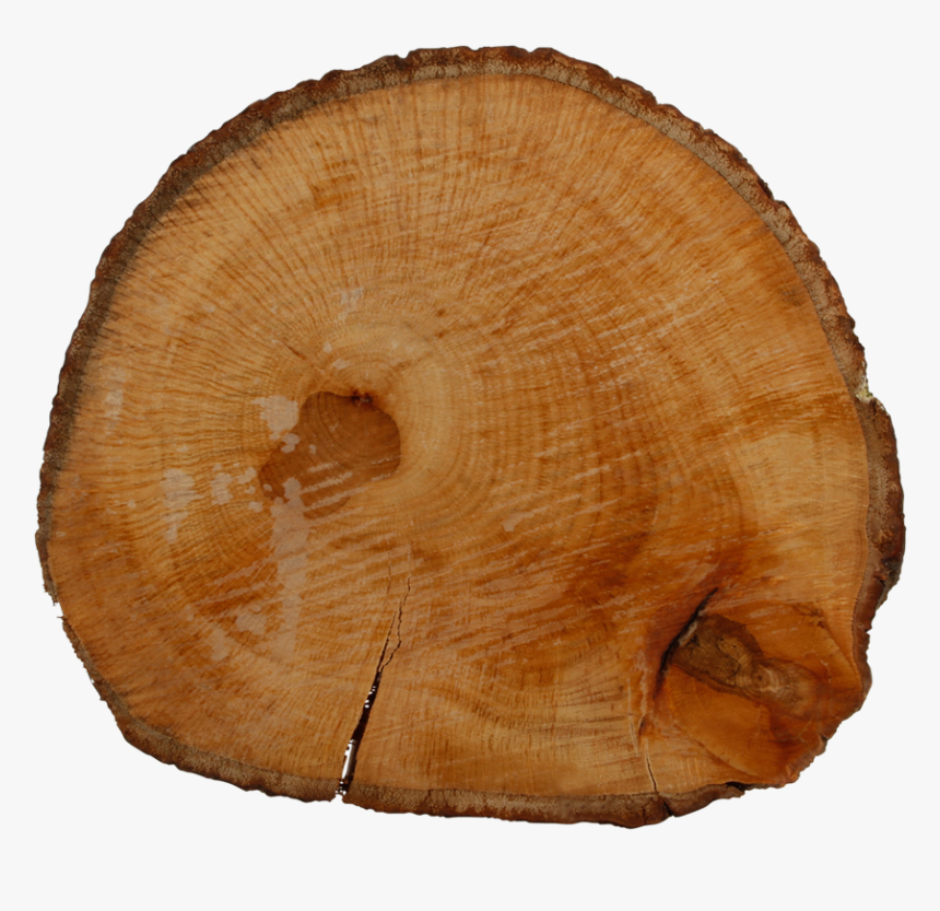 Tree Stump, HD Png Download , Transparent Png Image - PNGitem