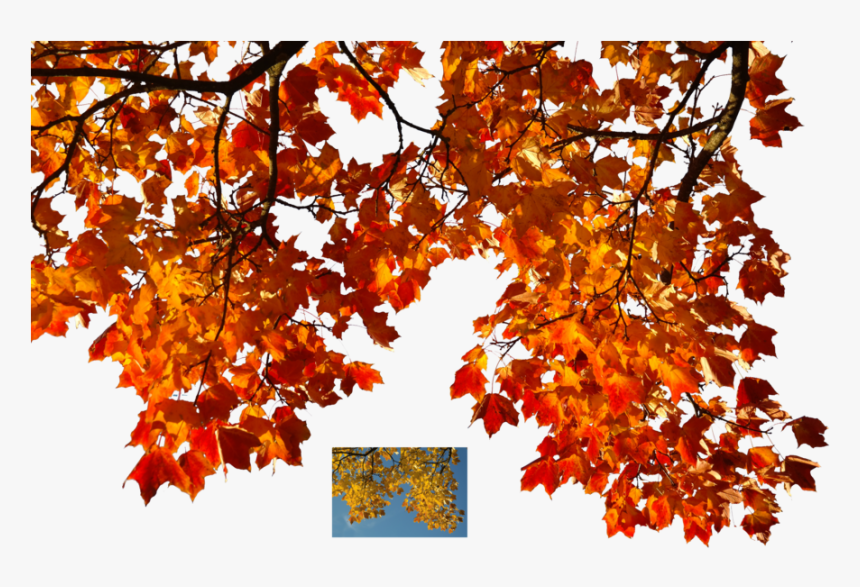 Autumn Leaves Tree Png, Transparent Png , Transparent Png Image - PNGitem