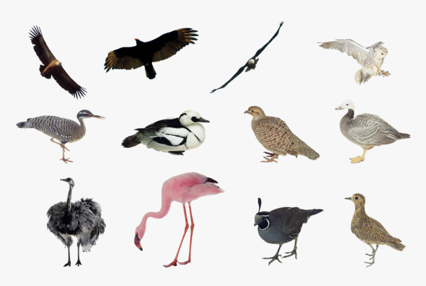 Bird Architecture Drawing, HD Png Download , Transparent Png Image ...