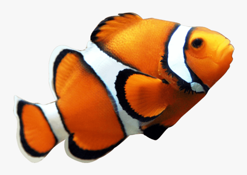 Fish Png Free Images - Clown Fish With No Background, Transparent Png ...