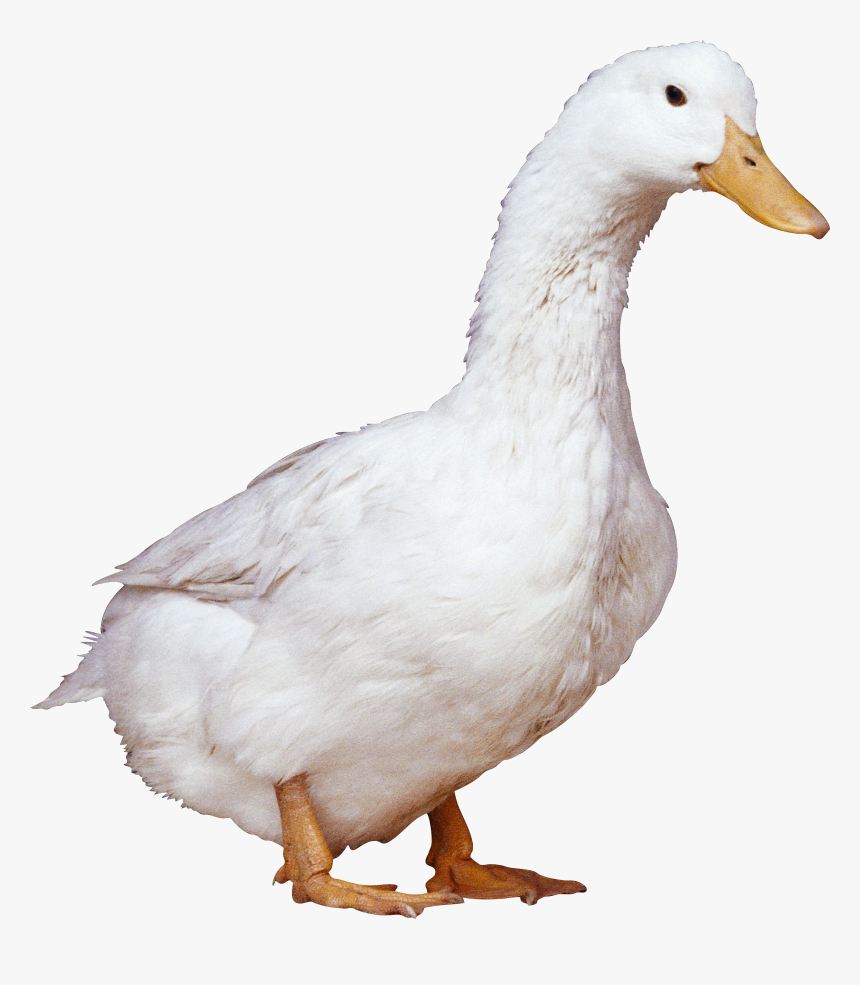 Best Free Duck Icon, HD Png Download , Transparent Png Image - PNGitem