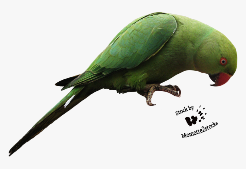 Parrot Transparent, HD Png Download , Transparent Png Image - PNGitem