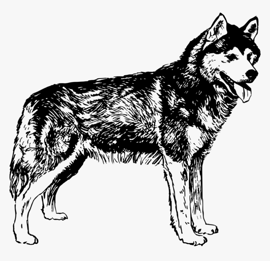 Utonagan,monochrome Photography,carnivoran, HD Png Download ...