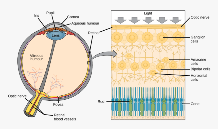 The Left Illustration Shows A Human Eye, Which Is Round, HD Png ...