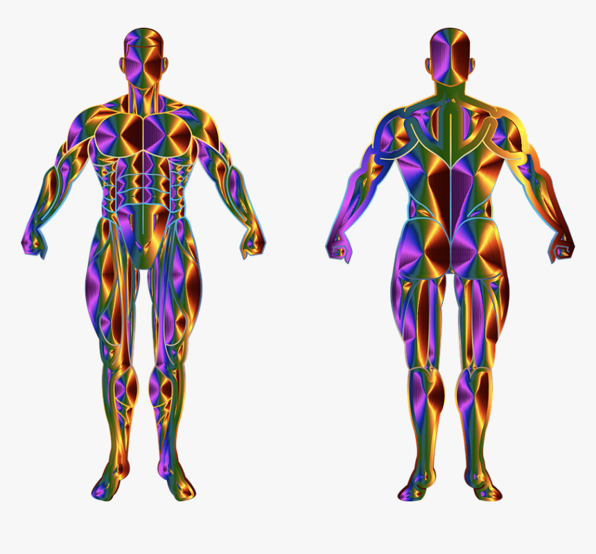 Man, Body, Human, Biology, Anatomy, Muscles, Muscular - Illustration ...