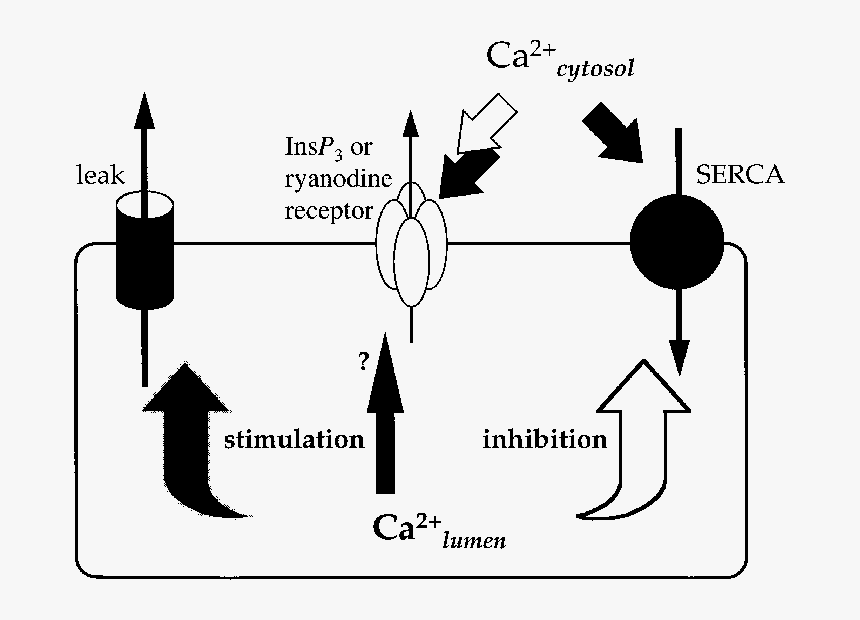 Endoplasmic Reticulum Png, Transparent Png , Transparent Png Image ...